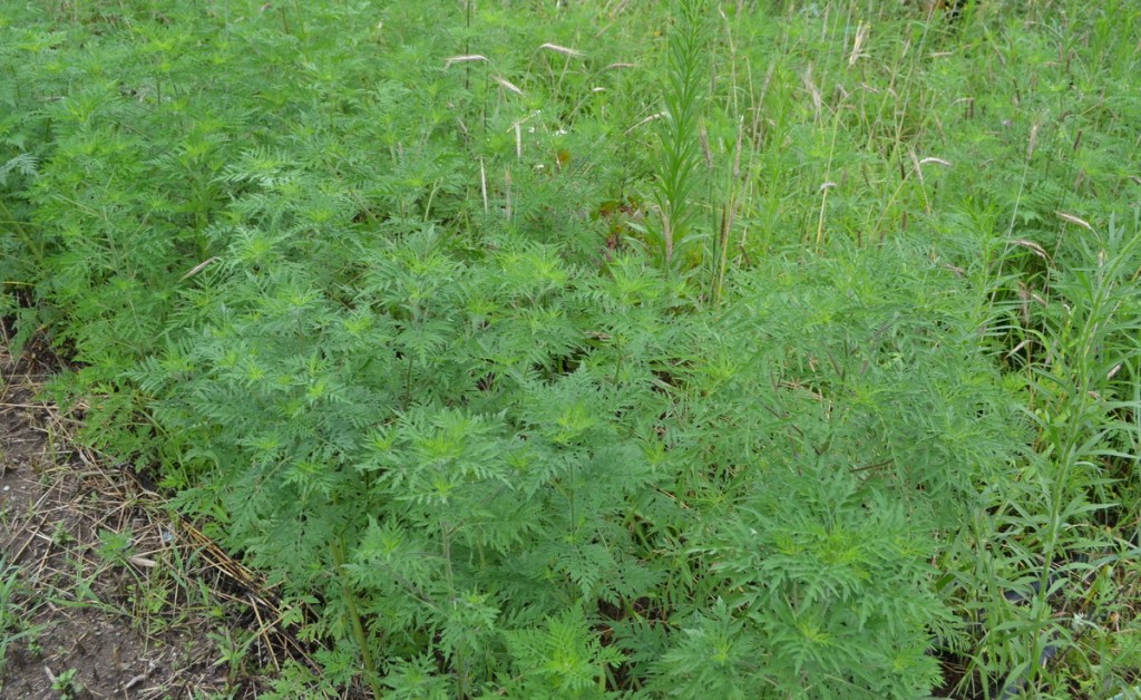 How to Get Rid of and or Control Weeds. - Mike's Backyard Nursery