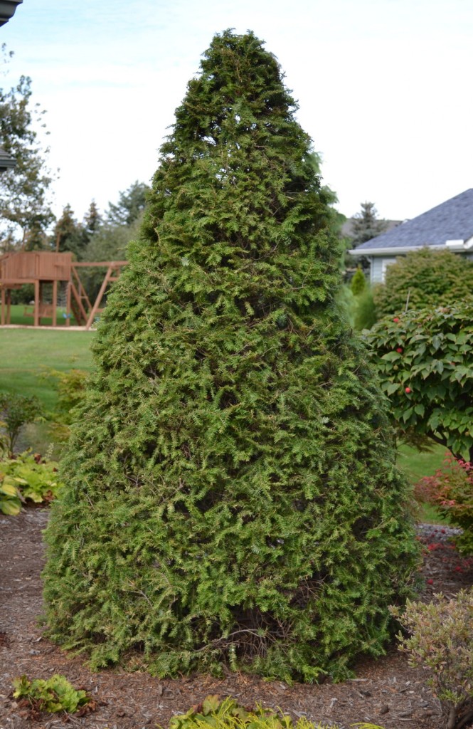 Growing, Propagating and Selling Canadian Hemlock Tsuga canadensis ...