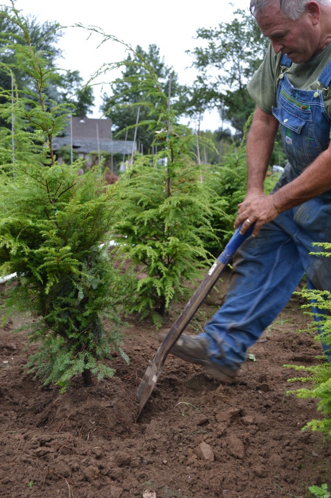 Growing, Propagating and Selling Canadian Hemlock Tsuga canadensis ...