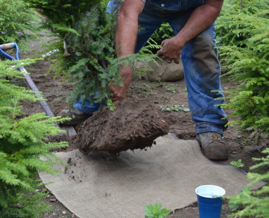 Growing, Propagating and Selling Canadian Hemlock Tsuga canadensis ...