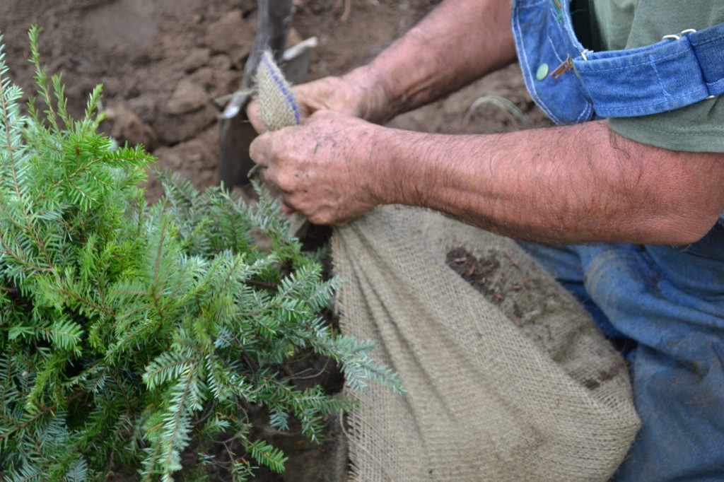 Growing, Propagating and Selling Canadian Hemlock Tsuga canadensis ...
