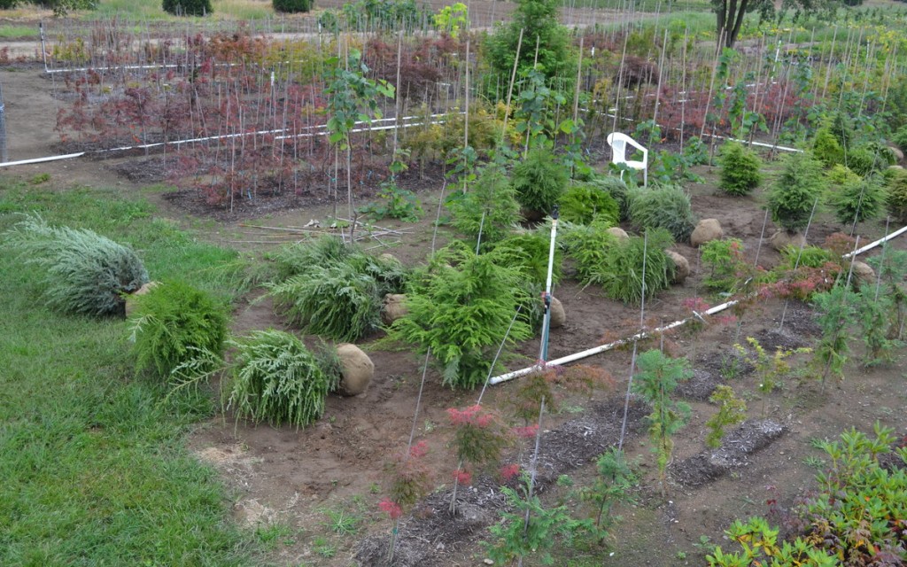 Growing, Propagating and Selling Canadian Hemlock Tsuga canadensis ...