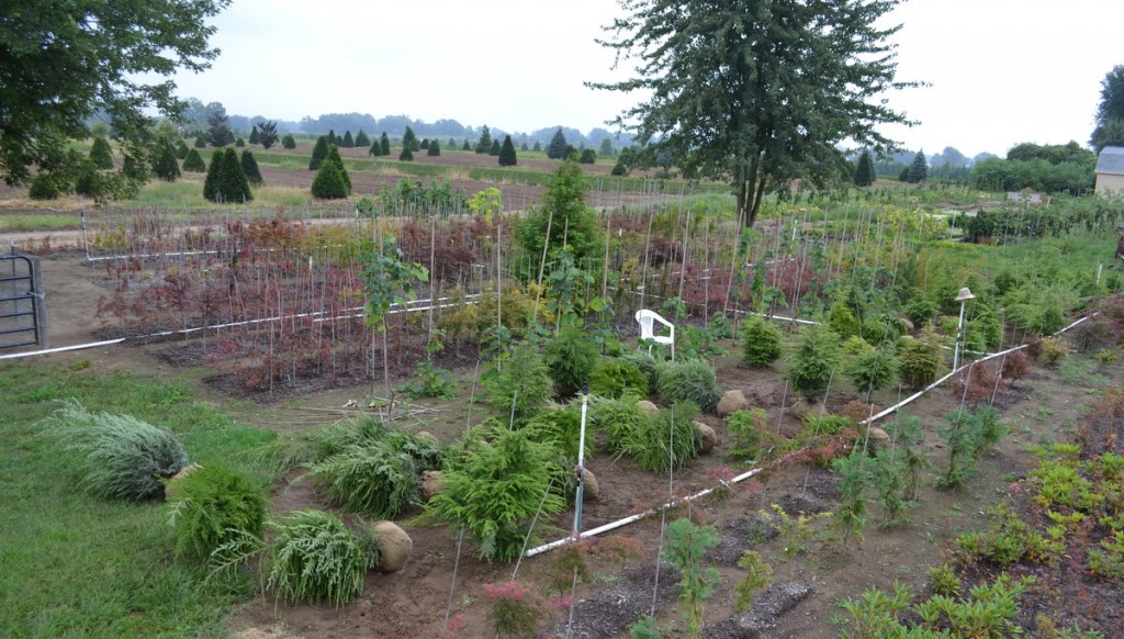 Growing, Propagating and Selling Canadian Hemlock Tsuga canadensis ...