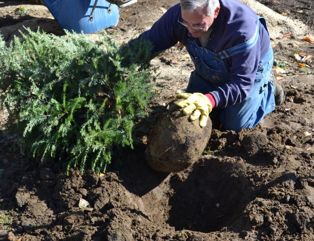 The Consumers Guide to Caring for and Planting a Live Balled in Burlap ...