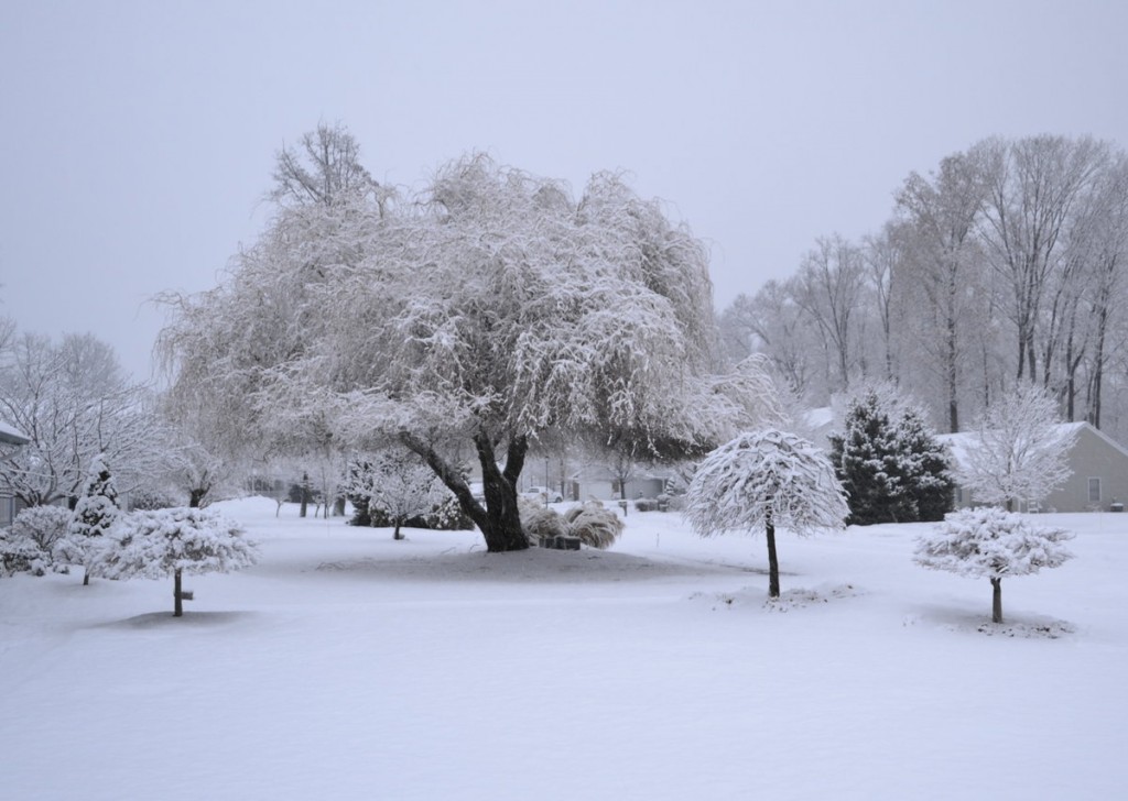 Winter Time Plant Propagation Techniques. - Mike's Backyard Nursery