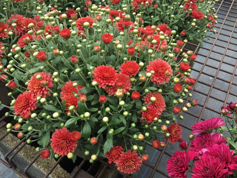 Overwintering Mums Outdoors the Easy Way - Mike's Backyard Nursery