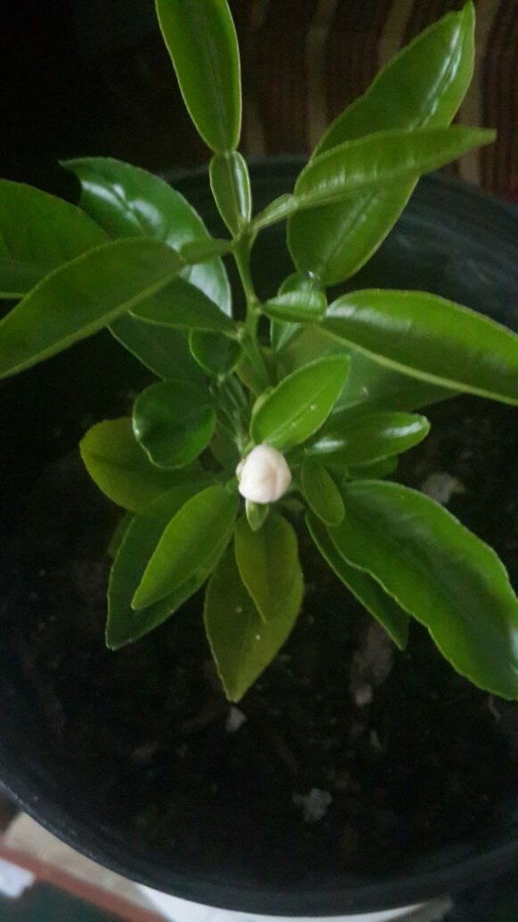 How to Grow a Citrus Tree from Seed - Mike's Backyard Nursery