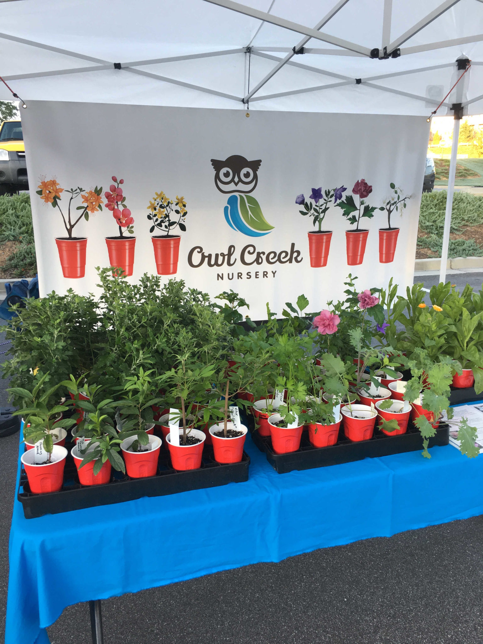 Owl Creek Nursery in Acworth, Georgia - Mike's Backyard Nursery