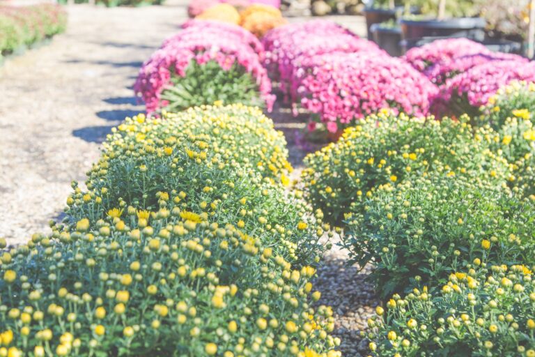 How to Make Money Growing and Selling Mums (Chrysanthemums) - Mike's ...